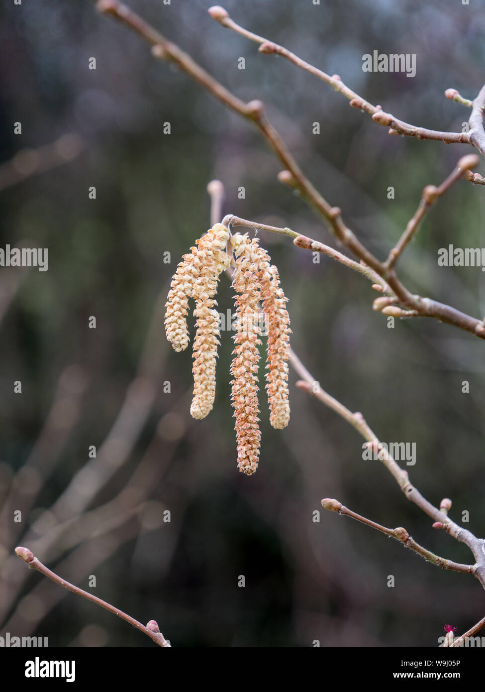 Catkins of the Hazel tree Stock Photo - Alamy