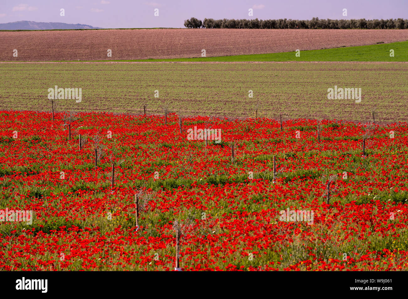 Europe, European, Spain, Andalusia, Poppy field, 30074245 *** Local ...