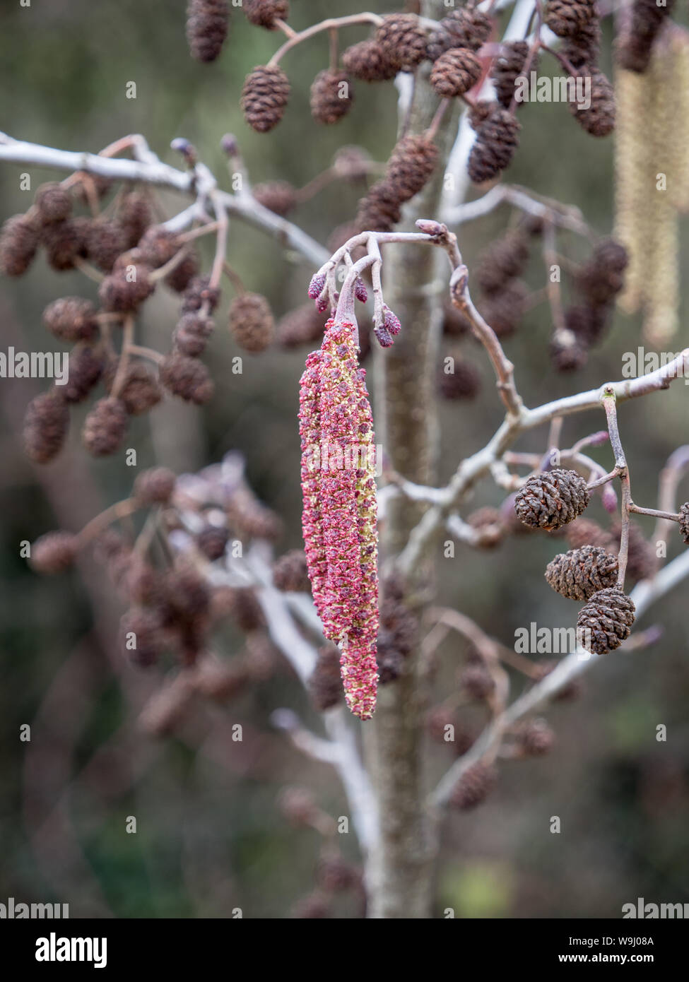 Catkins of the Hazel tree Stock Photo - Alamy