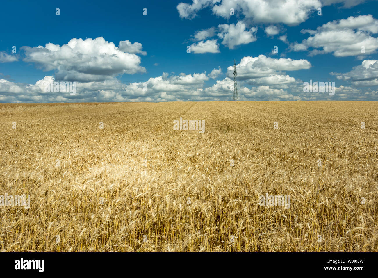 Triticale field and white clouds on a blue sky Stock Photo - Alamy