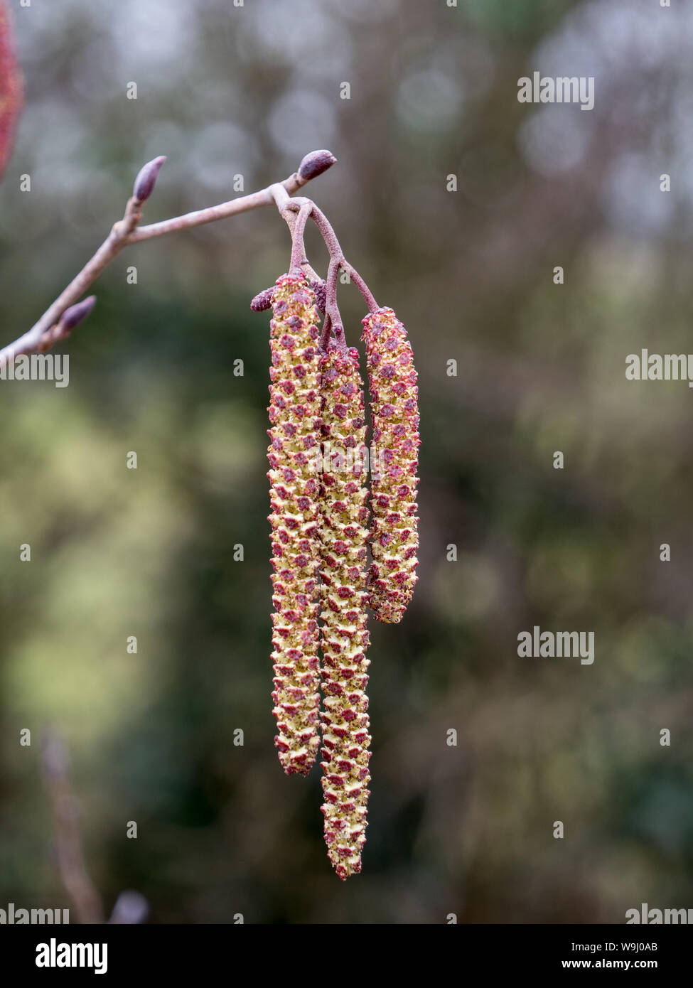 Catkins of the Hazel tree Stock Photo - Alamy