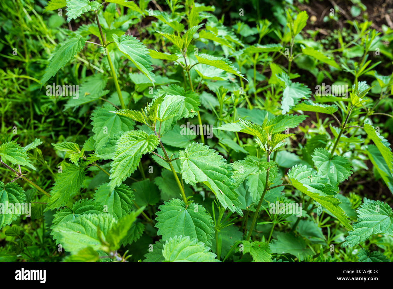 Natural stinging nettle plant in forest Stock Photo - Alamy