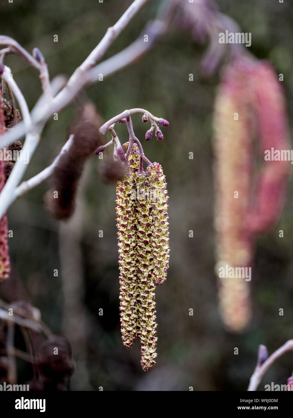 Catkins of the Hazel tree Stock Photo - Alamy