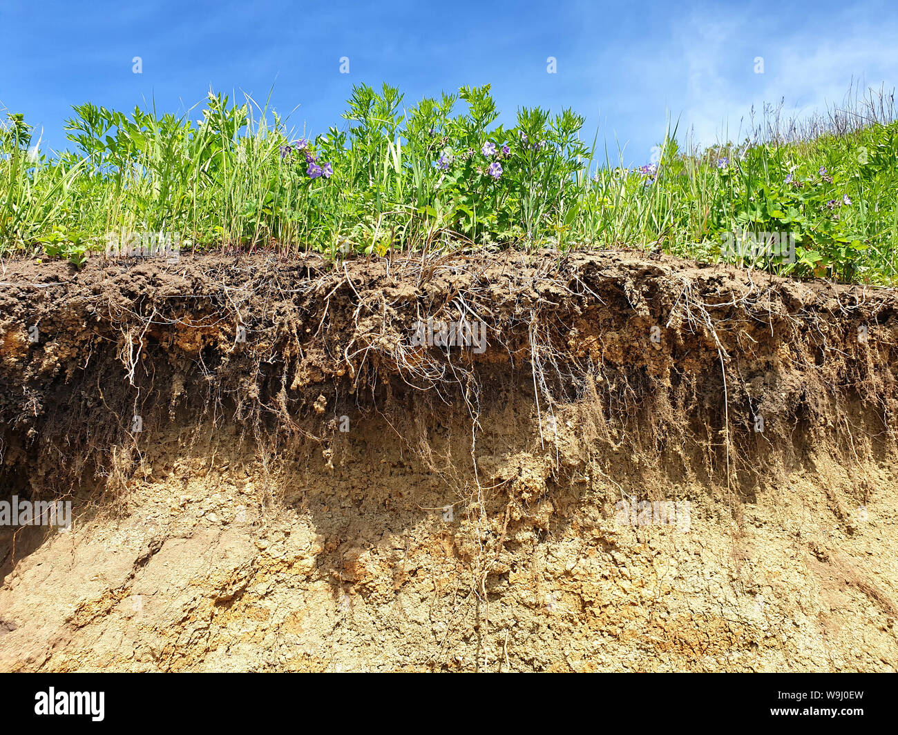 Plant roots cross section hi-res stock photography and images - Alamy