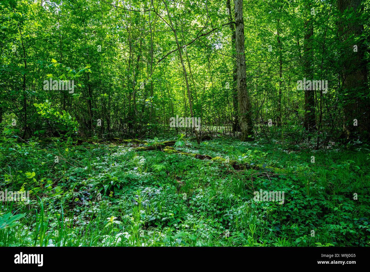 Breathe in clean forest hi-res stock photography and images - Alamy