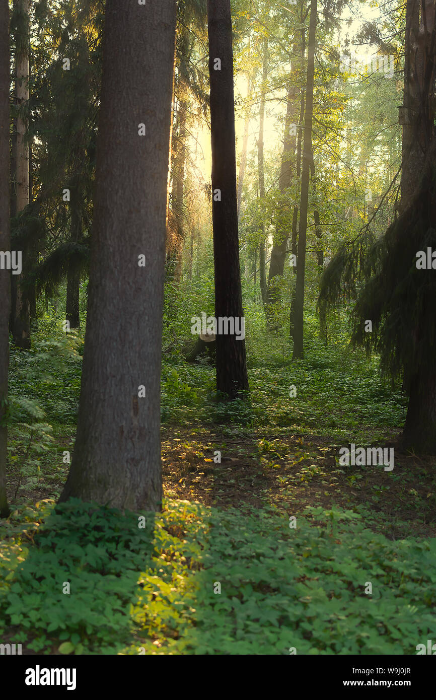 Summer forest at sunset. Sun behind trees Stock Photo - Alamy