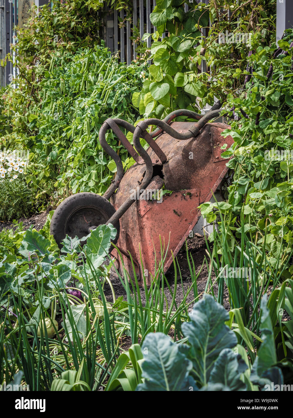 Rusty old wheelbarrow in allotment vegetable patch Stock Photo - Alamy