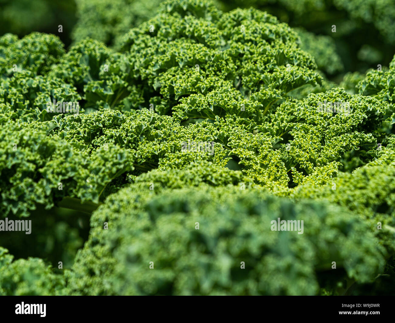 Close up plot hi-res stock photography and images - Alamy