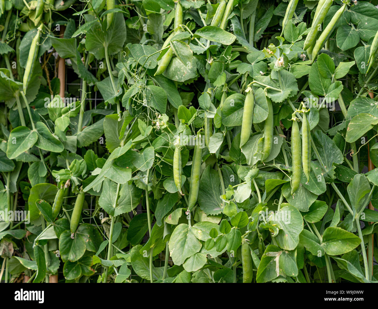 Growing peas pods hi-res stock photography and images - Alamy