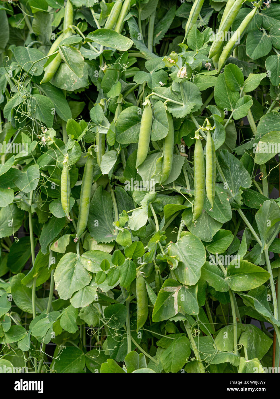 Harvest peas growing on hi-res stock photography and images - Alamy