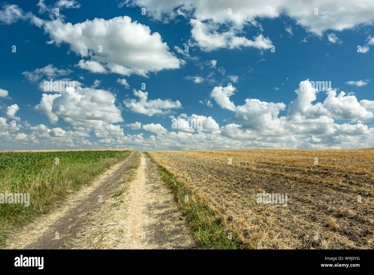 Road through fields, horizon and white clouds on blue sky Stock Photo ...