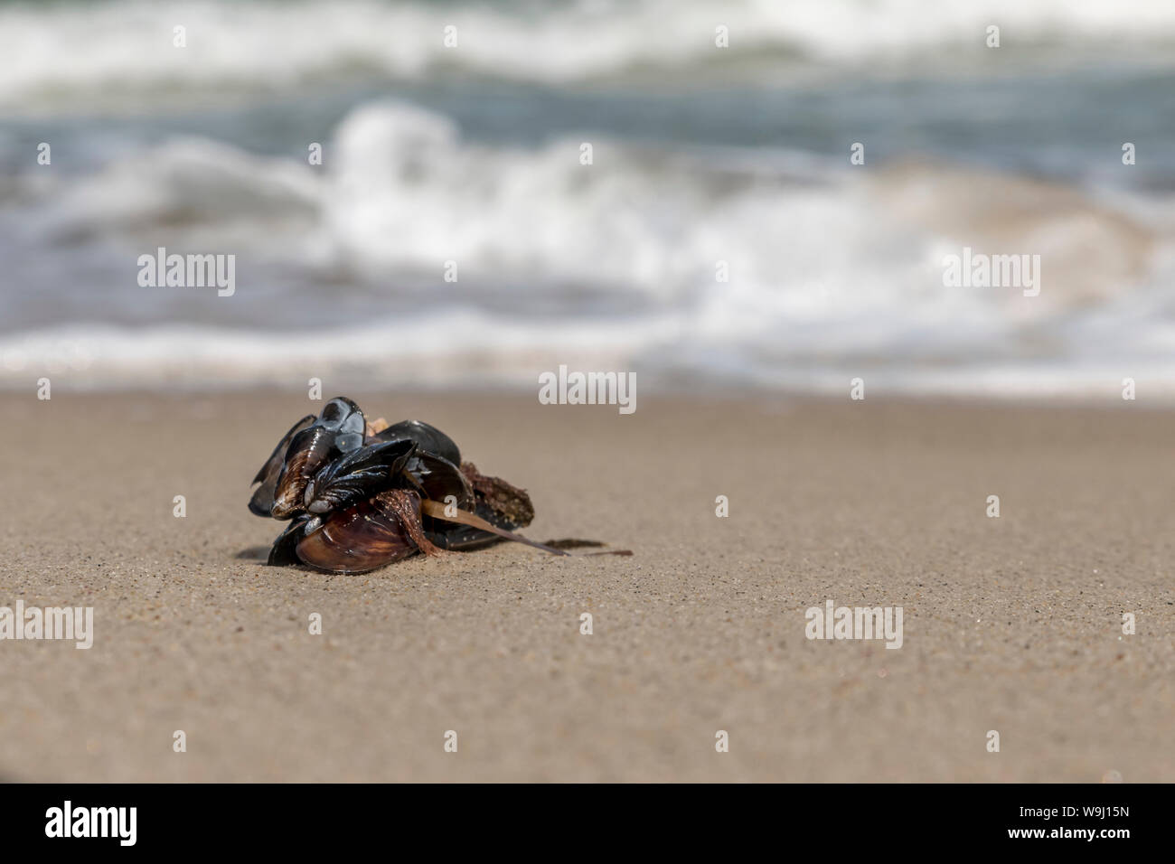 Black shells hi-res stock photography and images - Alamy