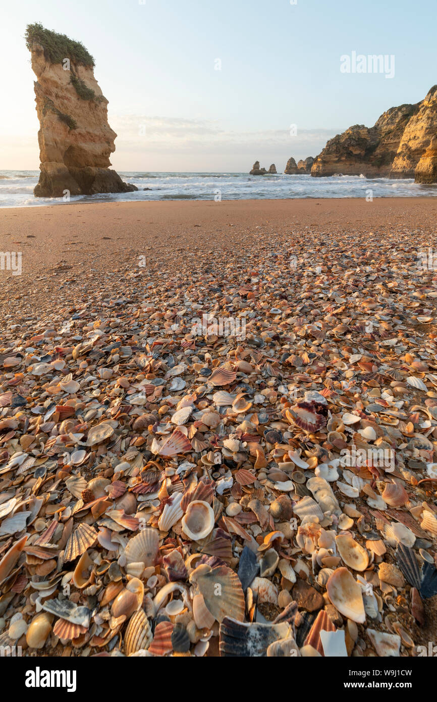 Local shells hi-res stock photography and images - Alamy