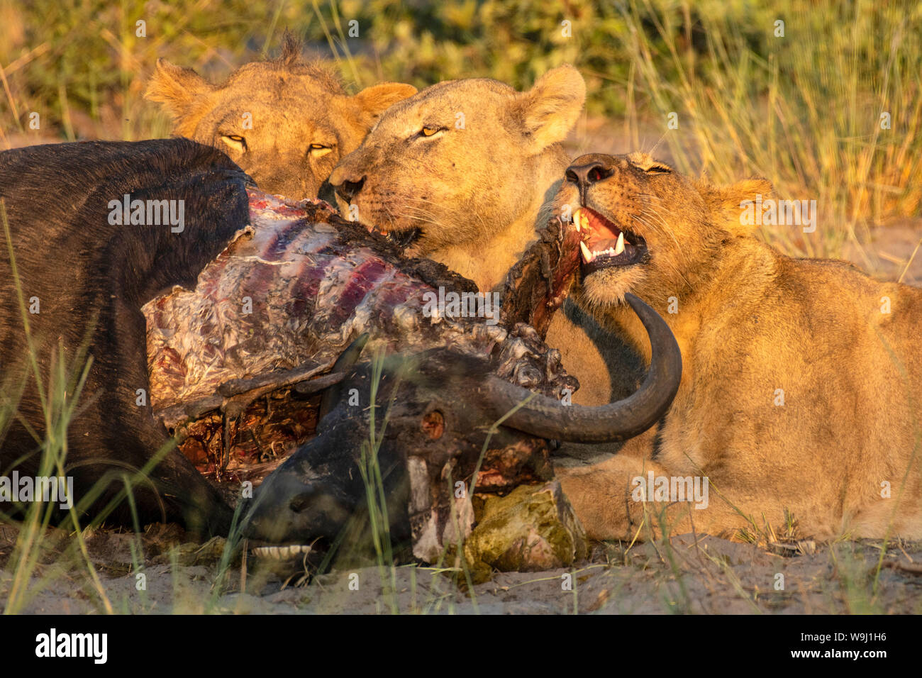 Africa, Southern Africa, African, Botswana, Okavango, Abu, Pride of ...