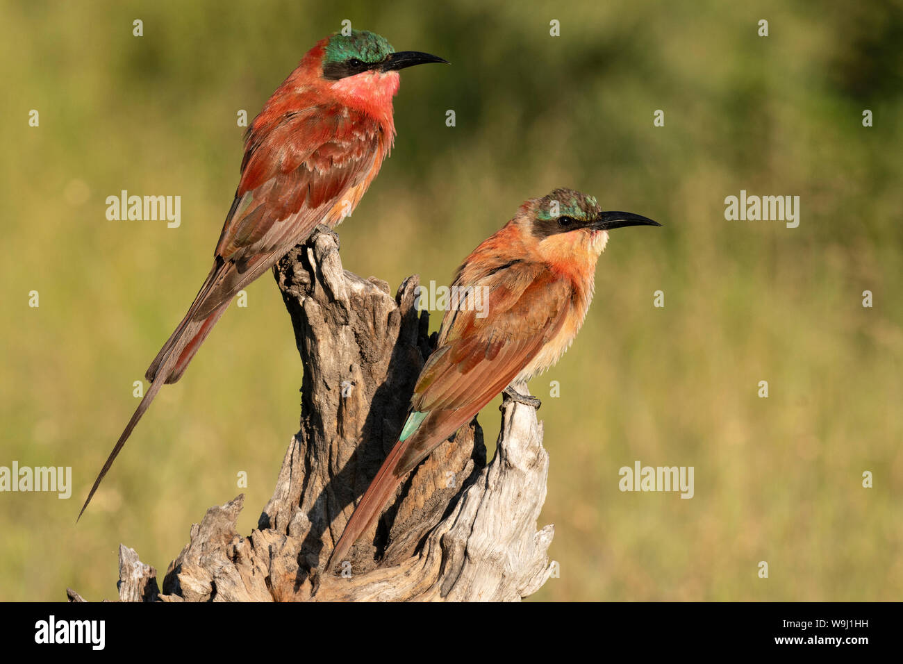 Carmine bee eater botswana hi-res stock photography and images - Alamy