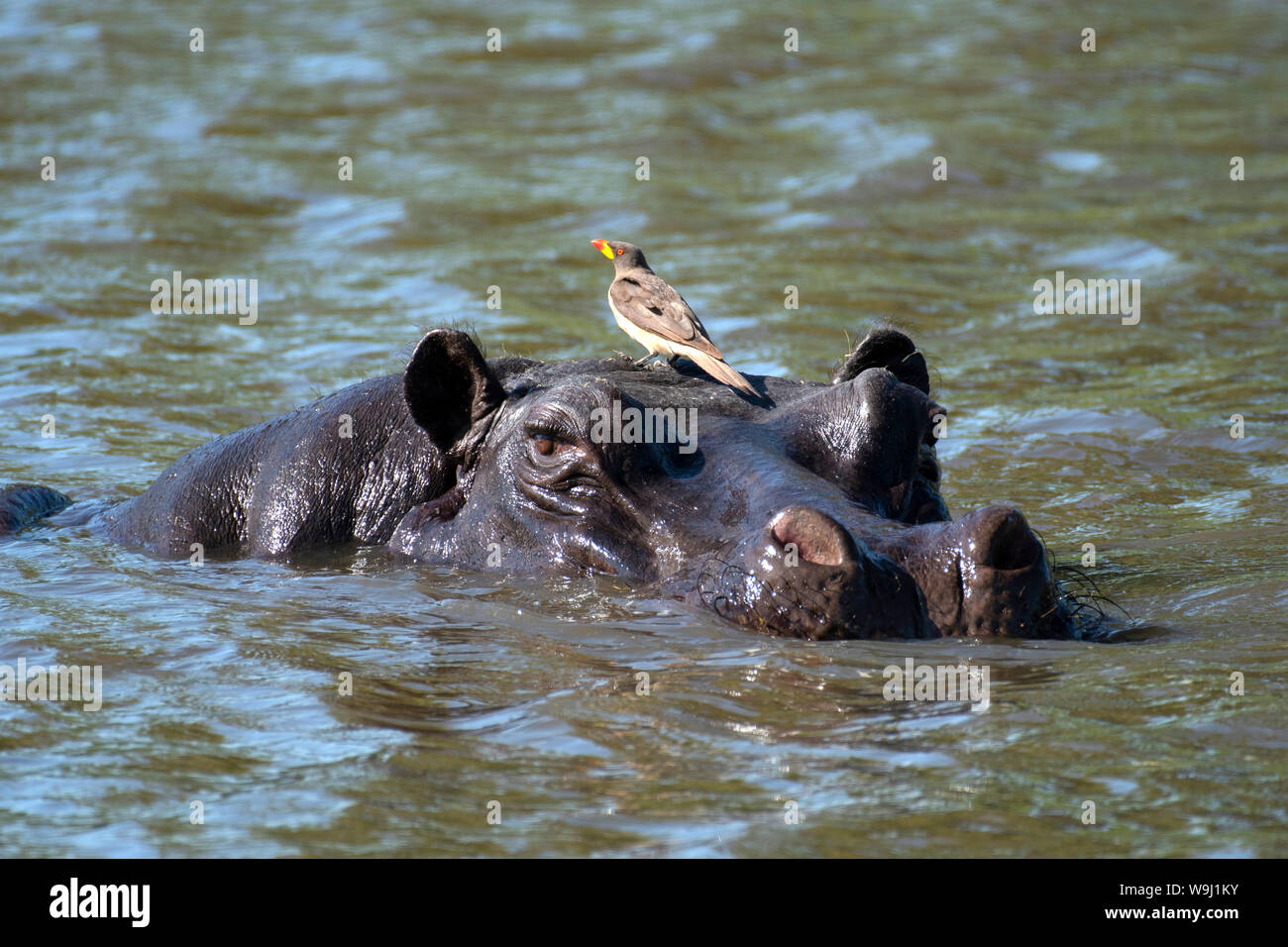 Ox picker hi-res stock photography and images - Alamy