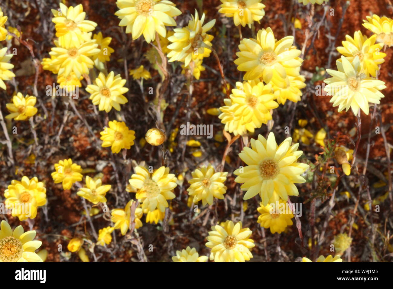 Australian spring flowers hi-res stock photography and images - Alamy