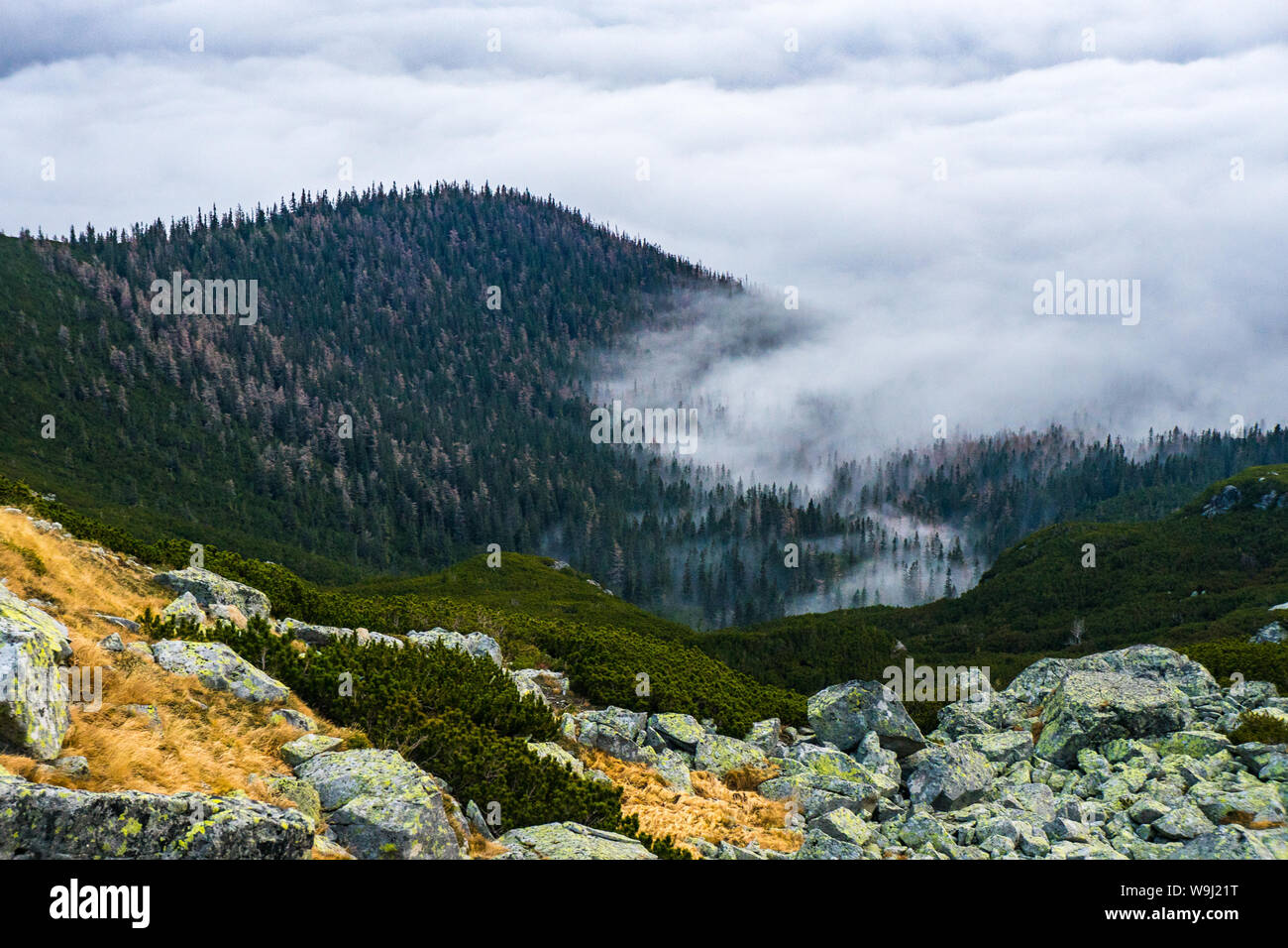 Forest covered with fog and clouds. View of the mountain valley from ...