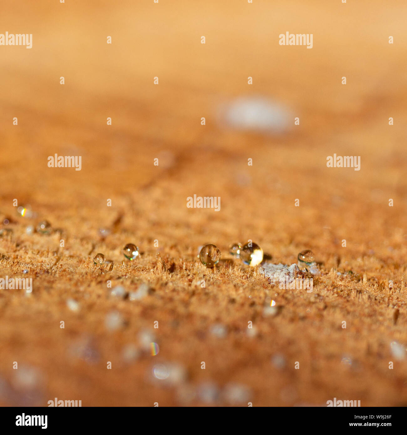 Small drops of resin on cut down stump of pine tree Stock Photo - Alamy