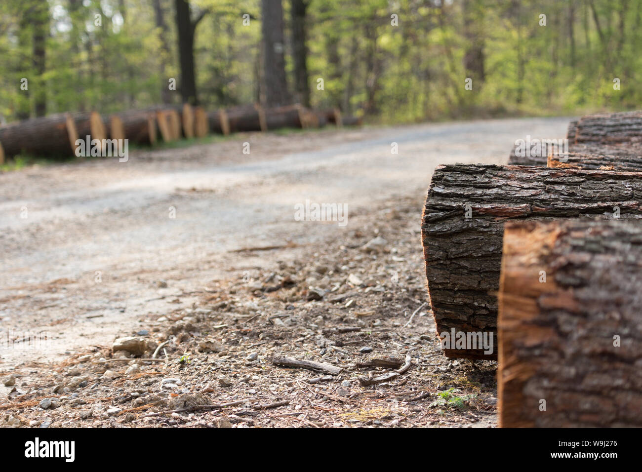 Plant of road sides hi-res stock photography and images - Alamy