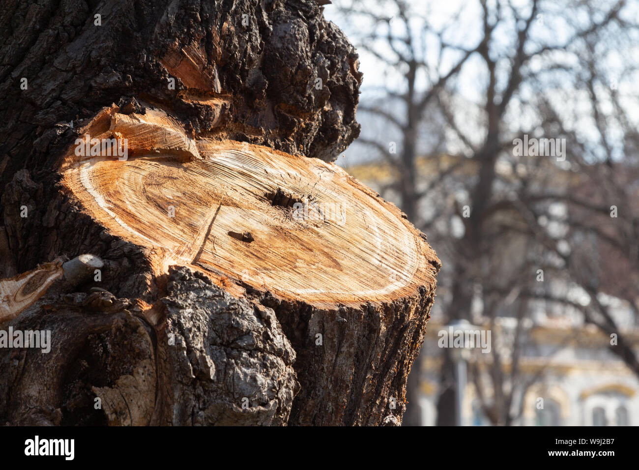 Pruning cut of linden tree in park Stock Photo - Alamy
