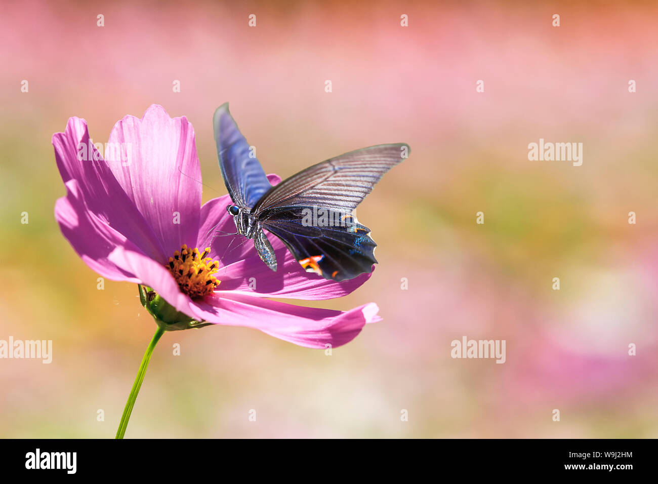 THe Sunflower and blue butterfly with nice light Stock Photo - Alamy