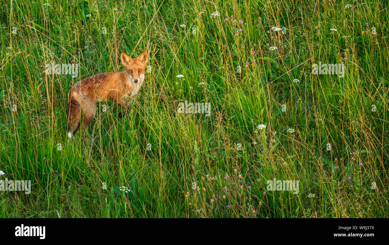Fox in high green grass Stock Photo - Alamy