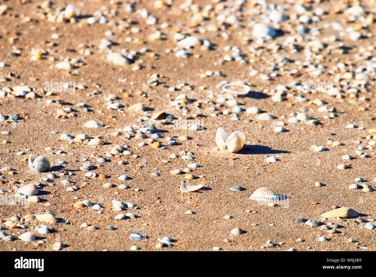 shell beach on the sea, coquina bed, cockle (Cardium Stock Photo - Alamy