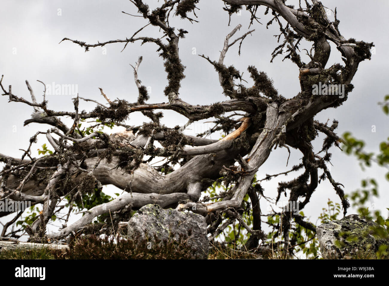Dead dry trees of bizarre strange shape on top of the Northern taiga ...