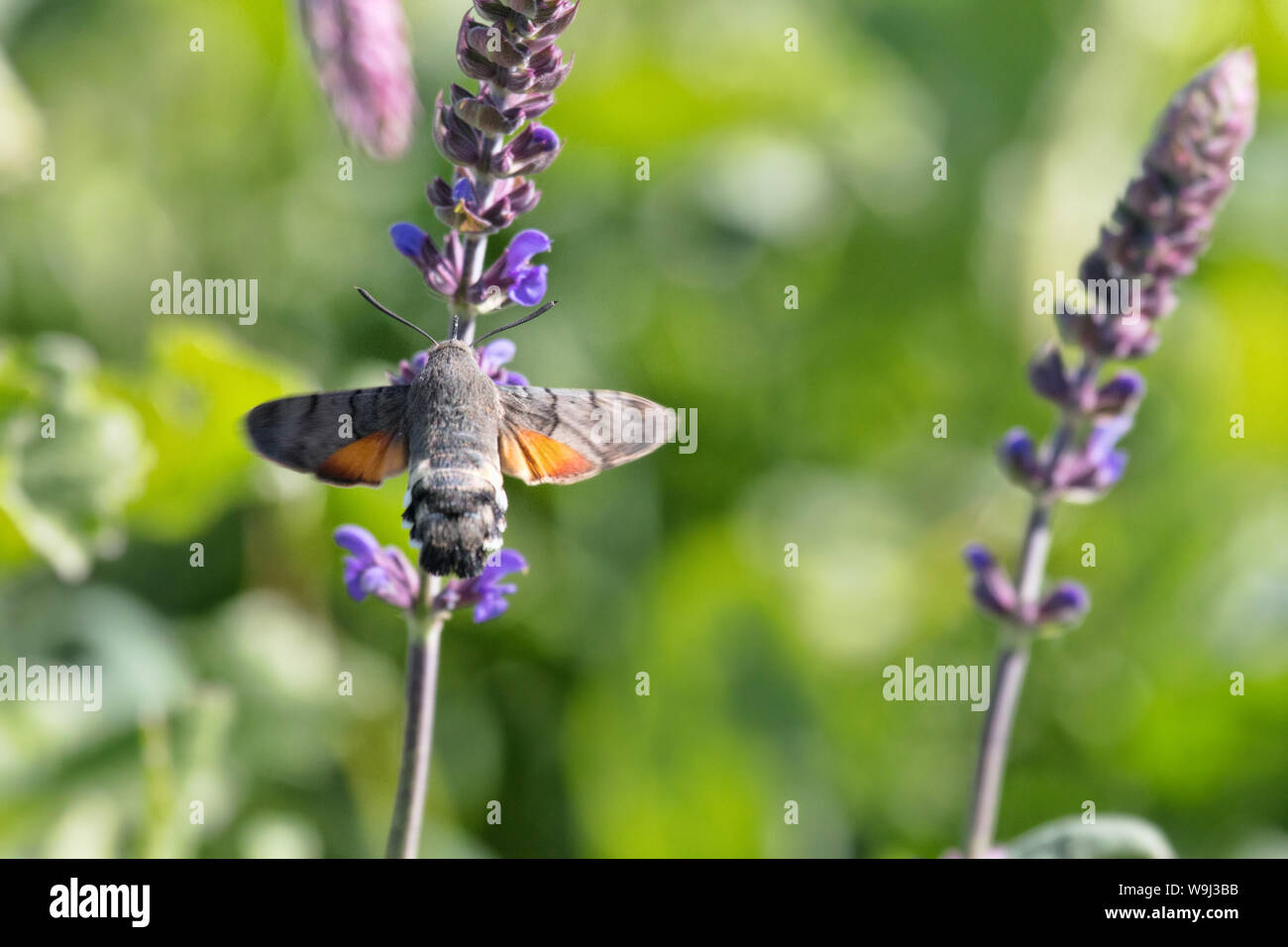 Butterfly like Hummingbird, Northern Hummingbird. hummingbird hawkmoth ...
