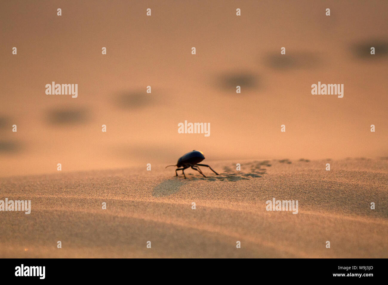 Black beetles (darkling beetles, Blaps gigas) roam sands of Great ...