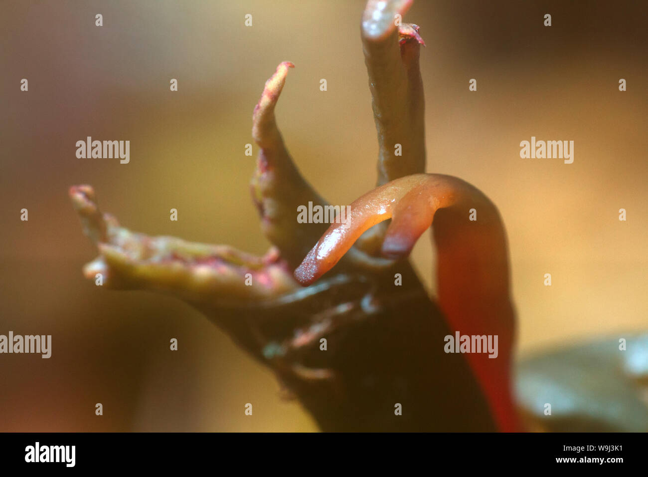 Brown algae (fucus). macro of algal body (blade. thallus). Invisible to ...