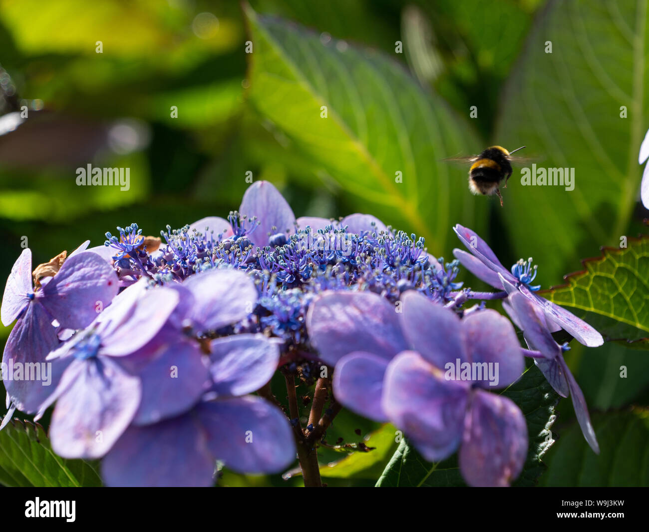 Blue Lacecap Hydrangea plant with a bee departing after collecting pollen Stock Photo - Alamy