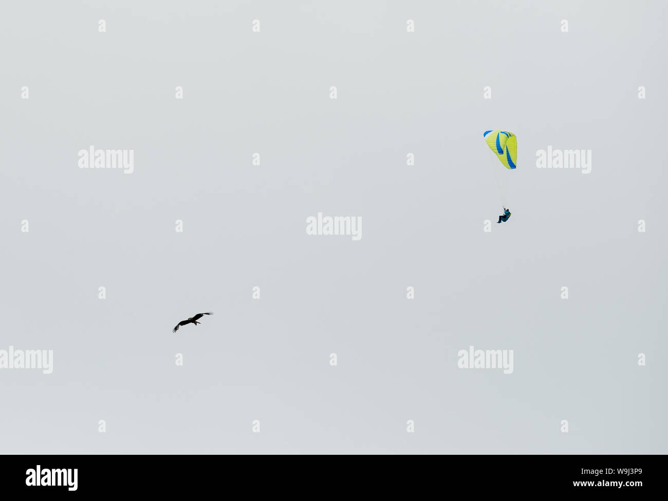 Bird alps birds birds prey hi-res stock photography and images - Alamy
