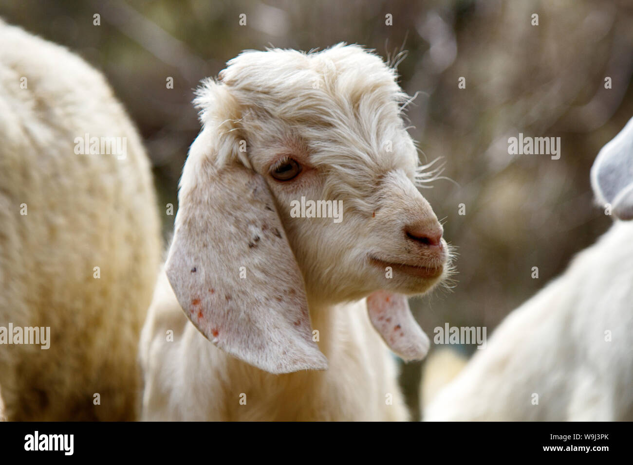 Crispy goats and big drooping ears of the Himalayas, lop-eared goats ...