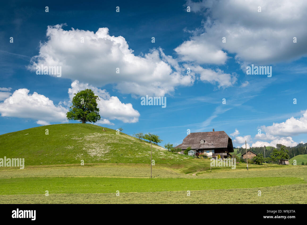 lone Tilia Tree on Hill with a farm house in Eggiswil, Emmental Stock ...