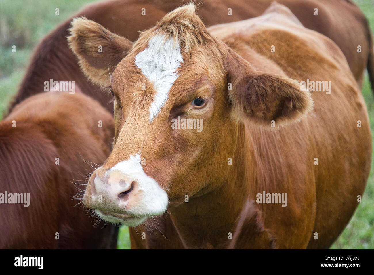 Tagging cows and calves hi-res stock photography and images - Alamy
