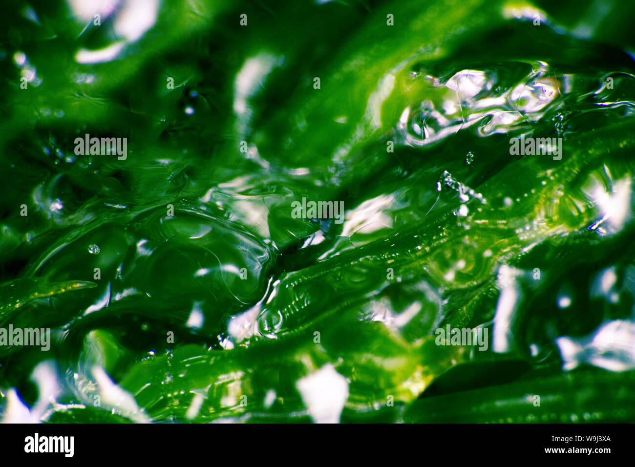Ice plant. Ice spicule appeared on green leaves because of unexpected ...