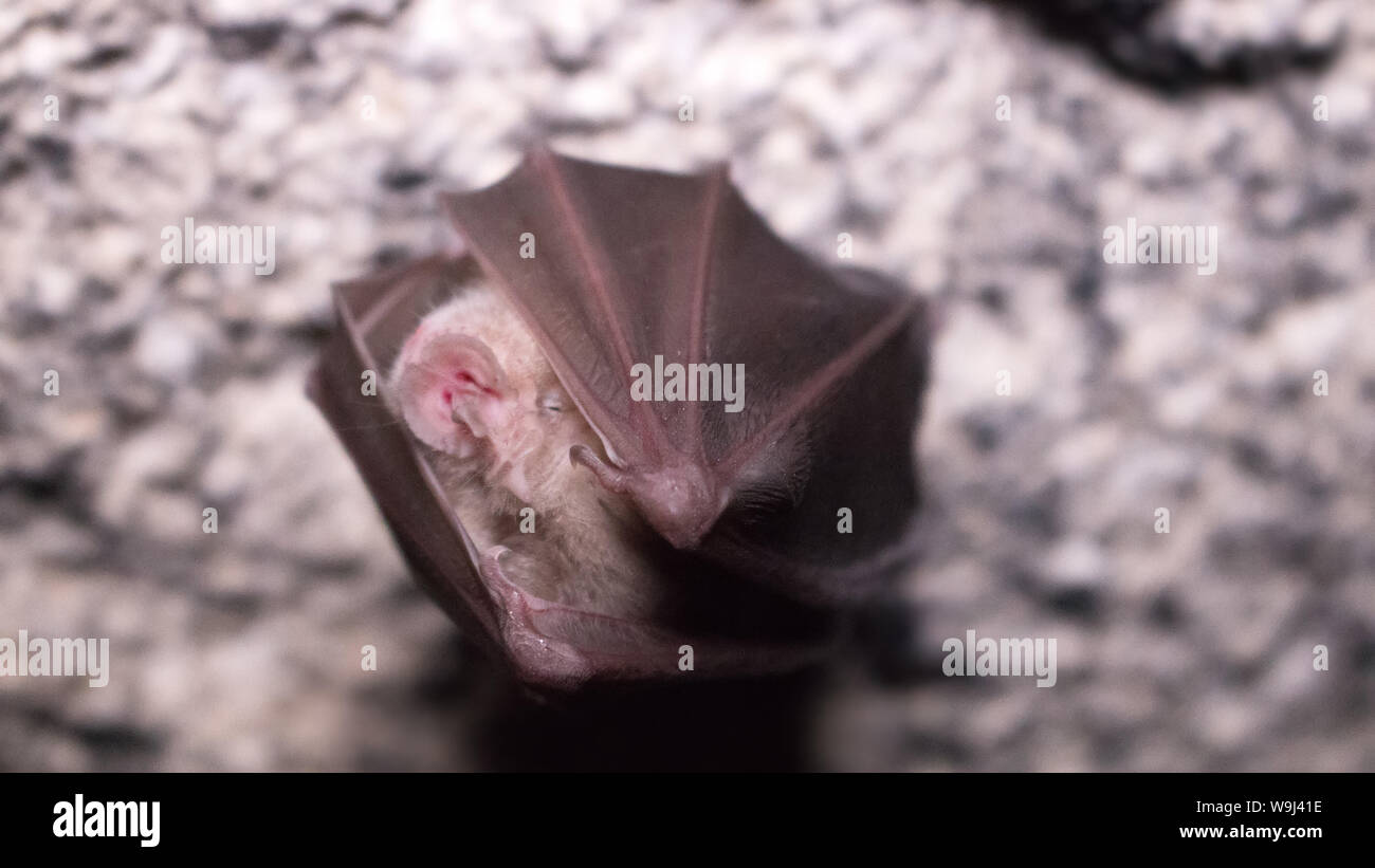 Bats sleep in dungeon upside down, wrapped in wings like black cloak ...