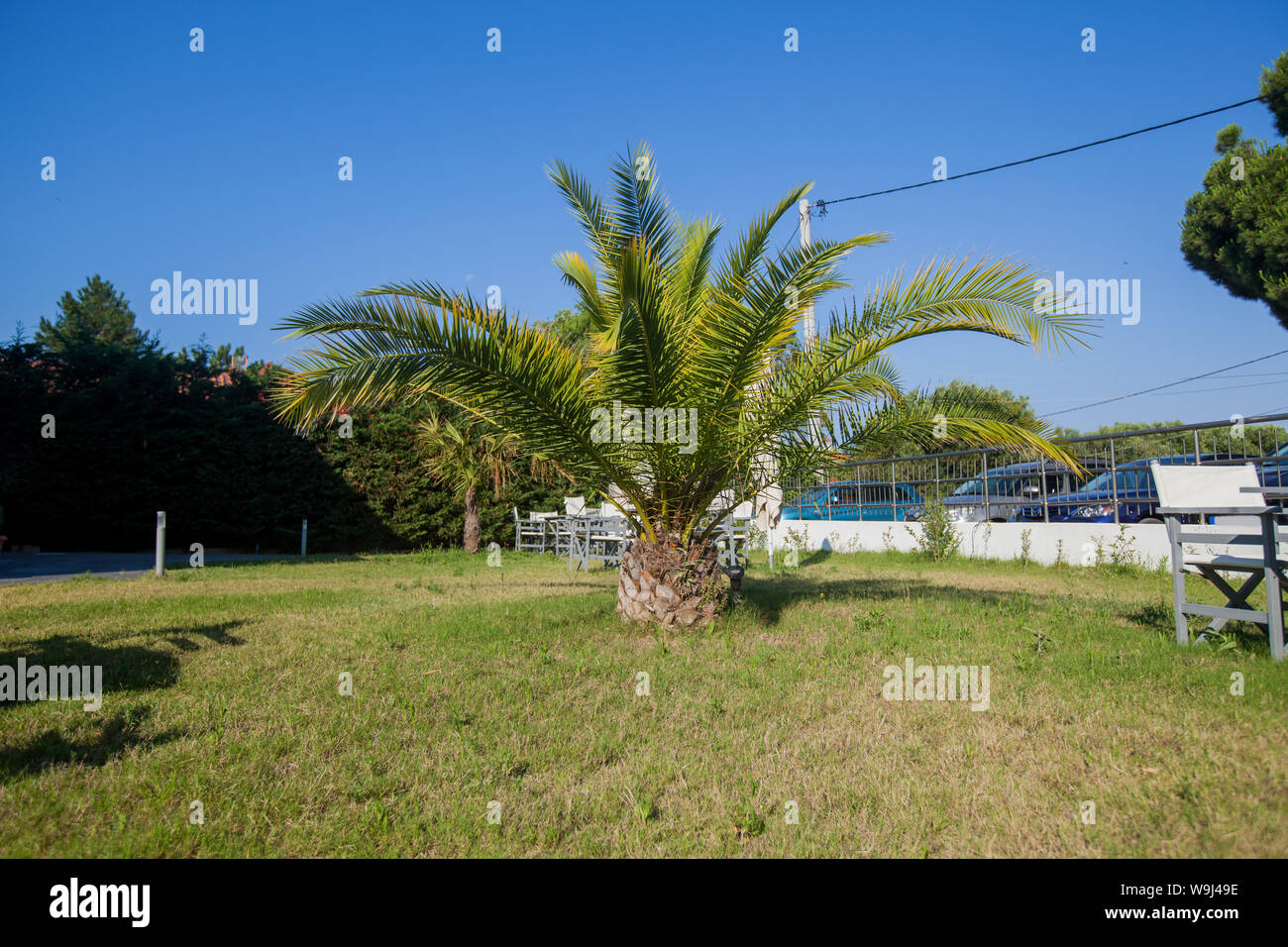 Rent apartment backyard with palm tree and green grass on summer day ...