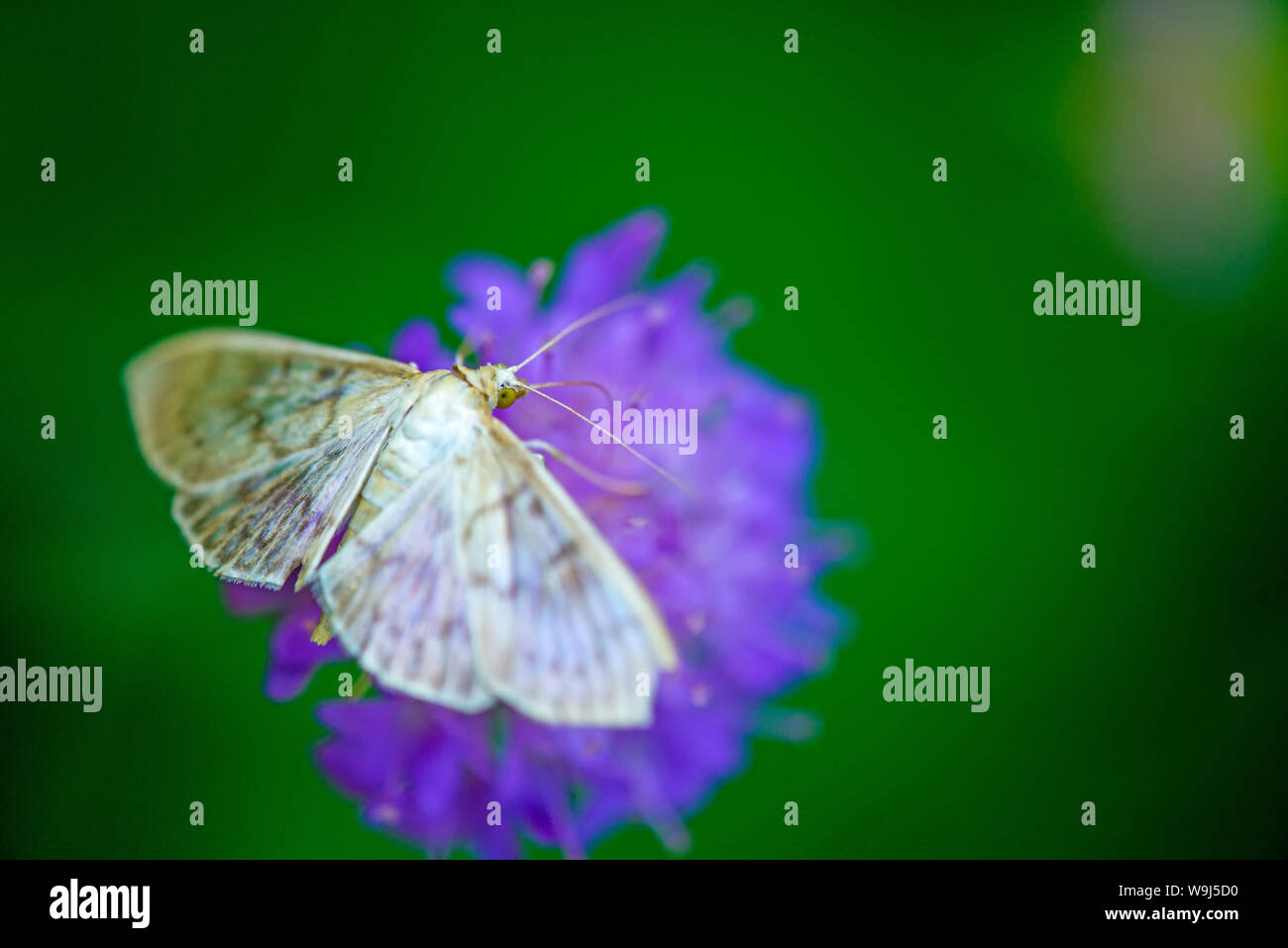Pearl moth hi-res stock photography and images - Alamy
