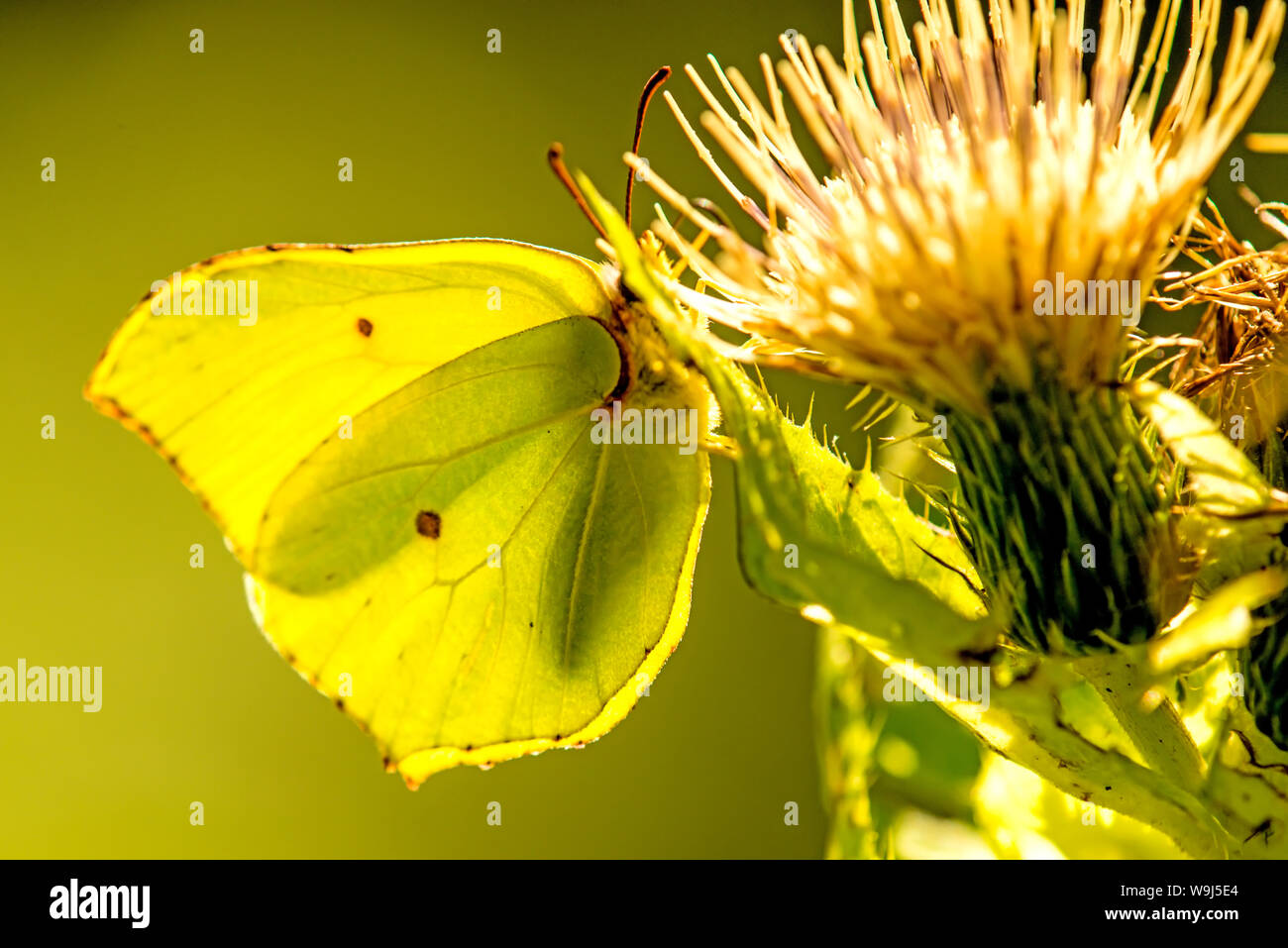 Brimstone Butterfly On Thistle Flower High Resolution Stock Photography ...