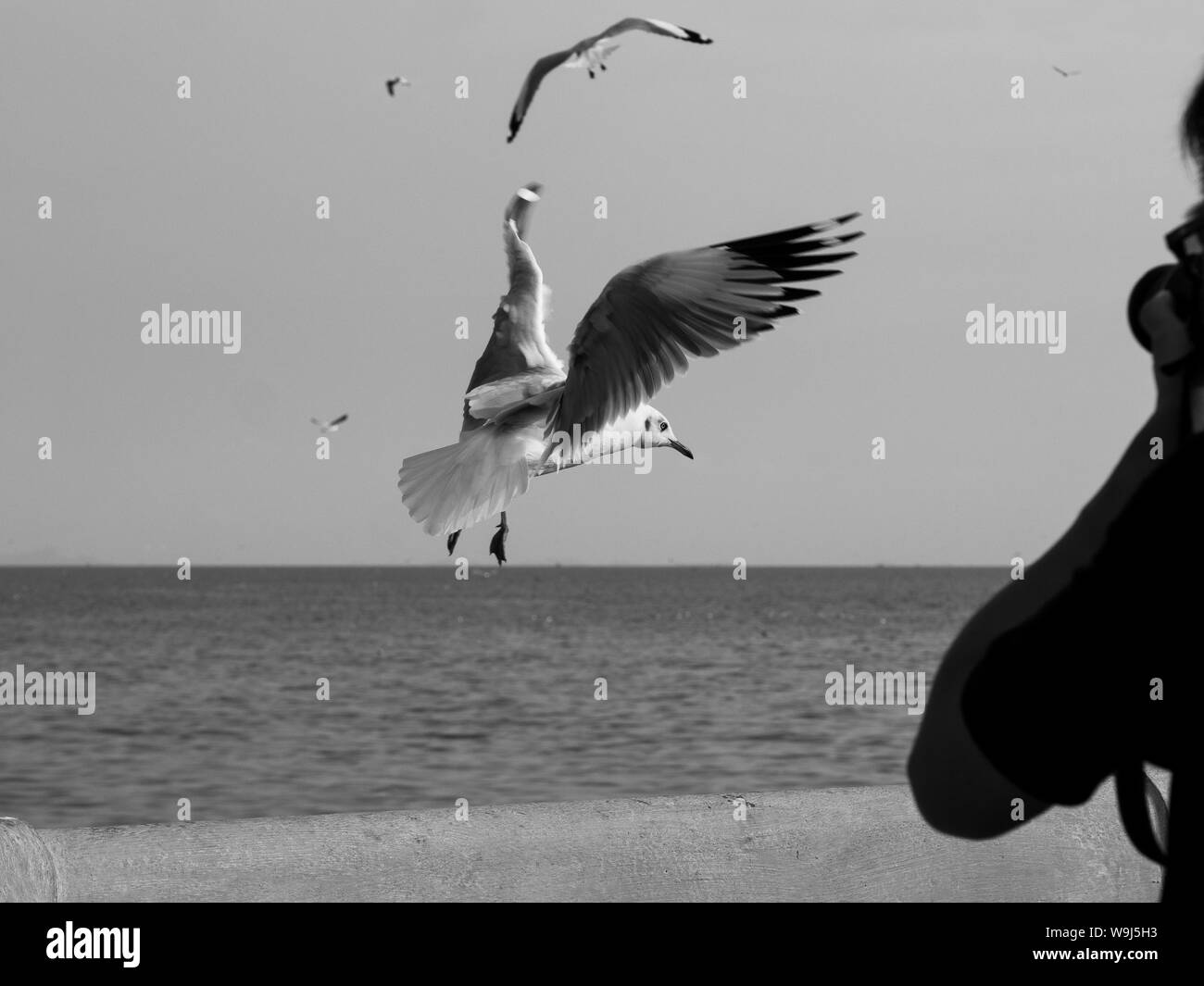Seagull camera Black and White Stock Photos & Images - Alamy