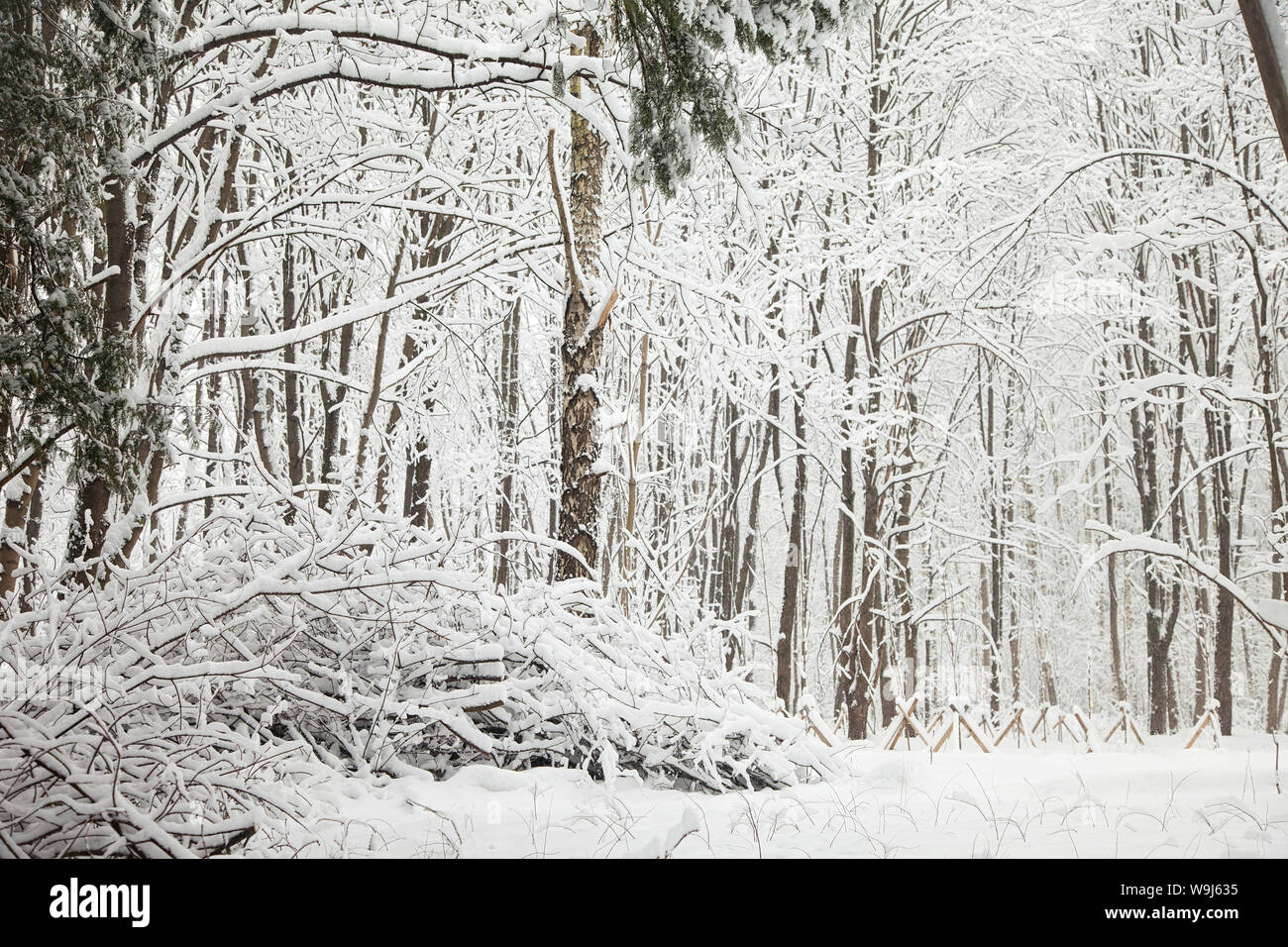 Daytime magic hi-res stock photography and images - Alamy