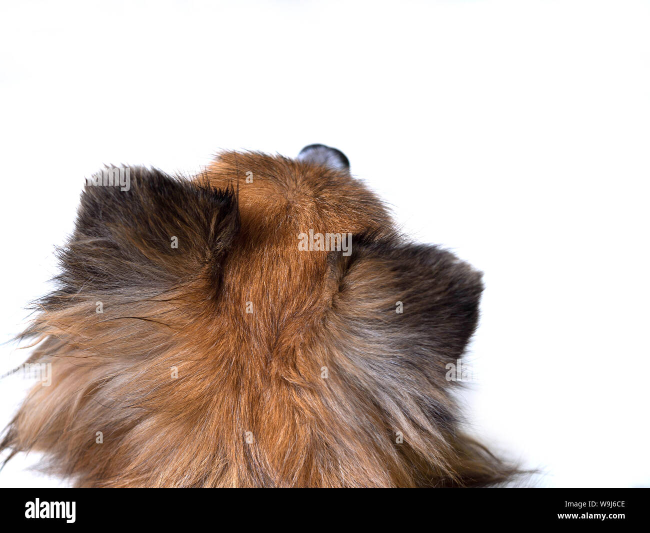 Dog From Behind High Resolution Stock Photography and Images - Alamy