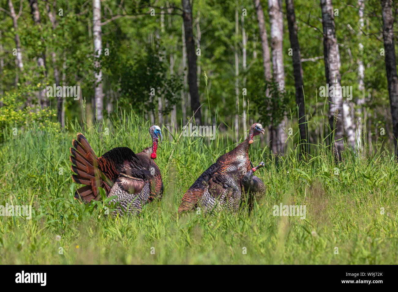 Mounting a hen hi-res stock photography and images - Alamy