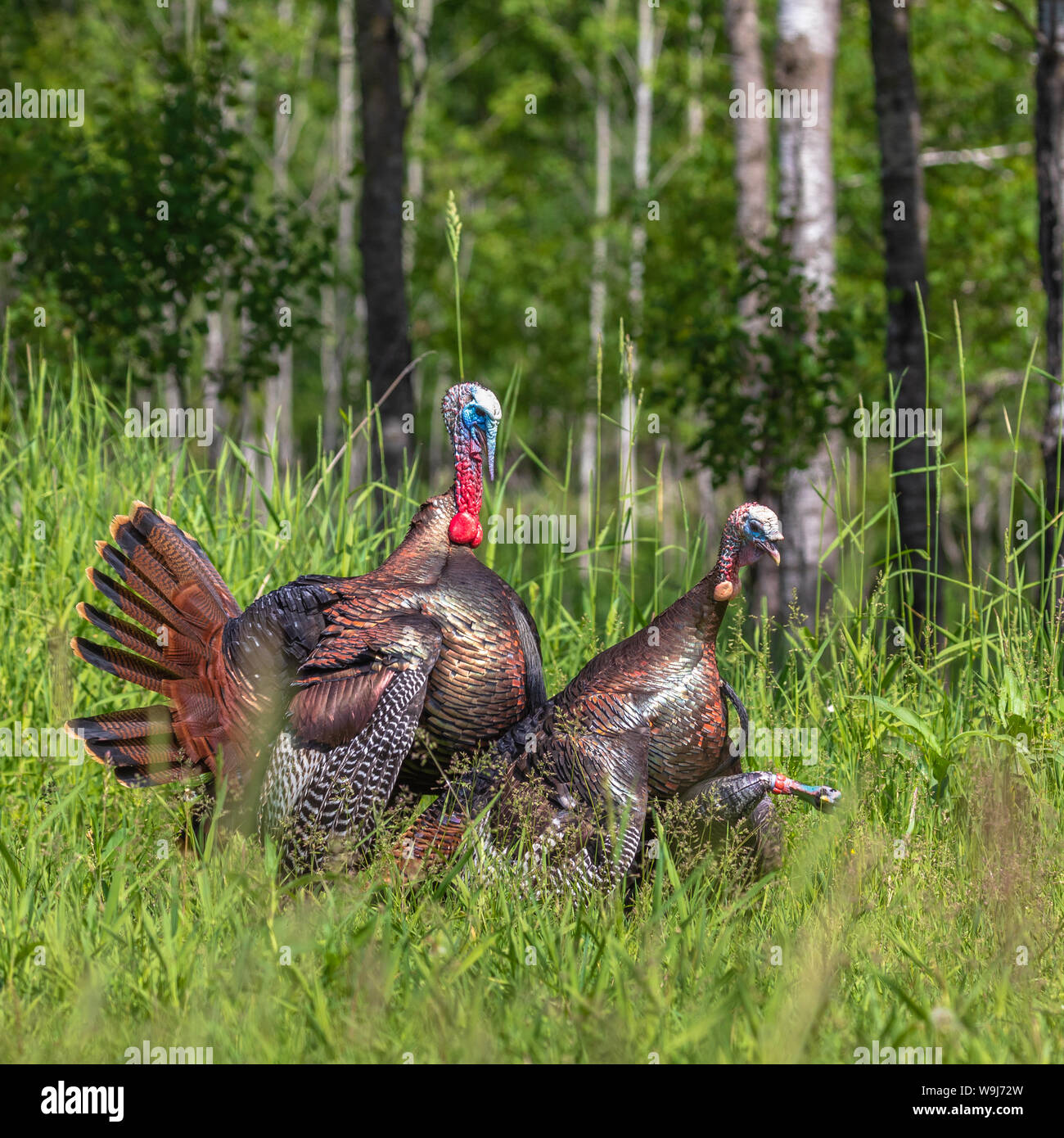 Mounting a hen hi-res stock photography and images - Alamy