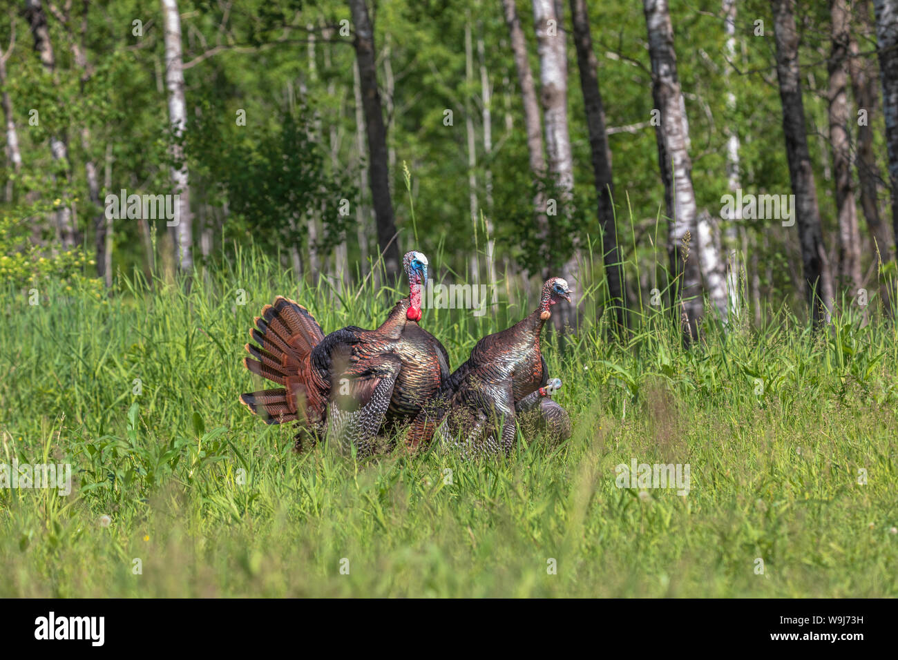 Tom turkeys attempting to mount a hen decoy Stock Photo - Alamy