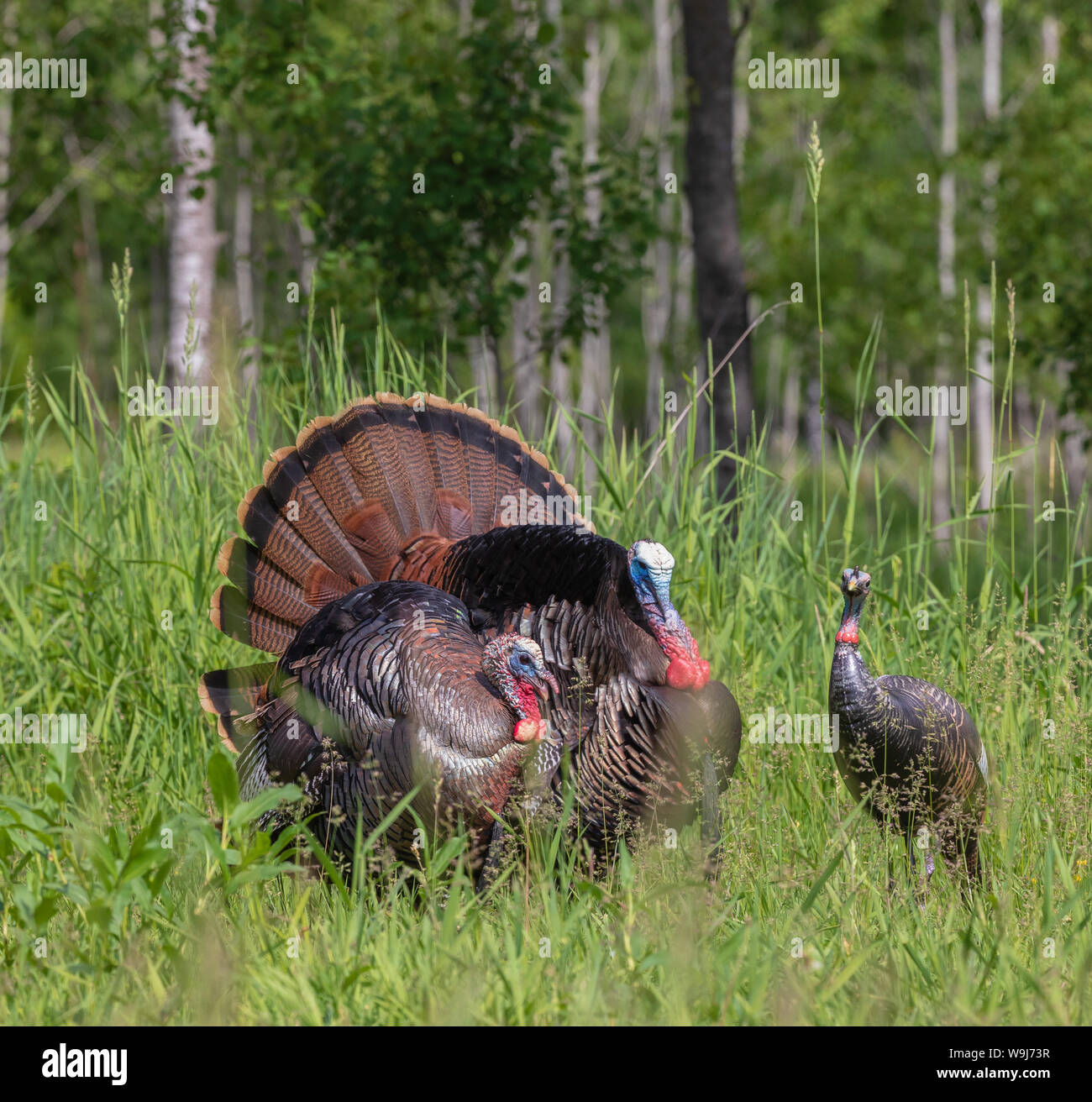 Tom turkeys strutting for a hen decoy in northern Wisconsin Stock Photo ...