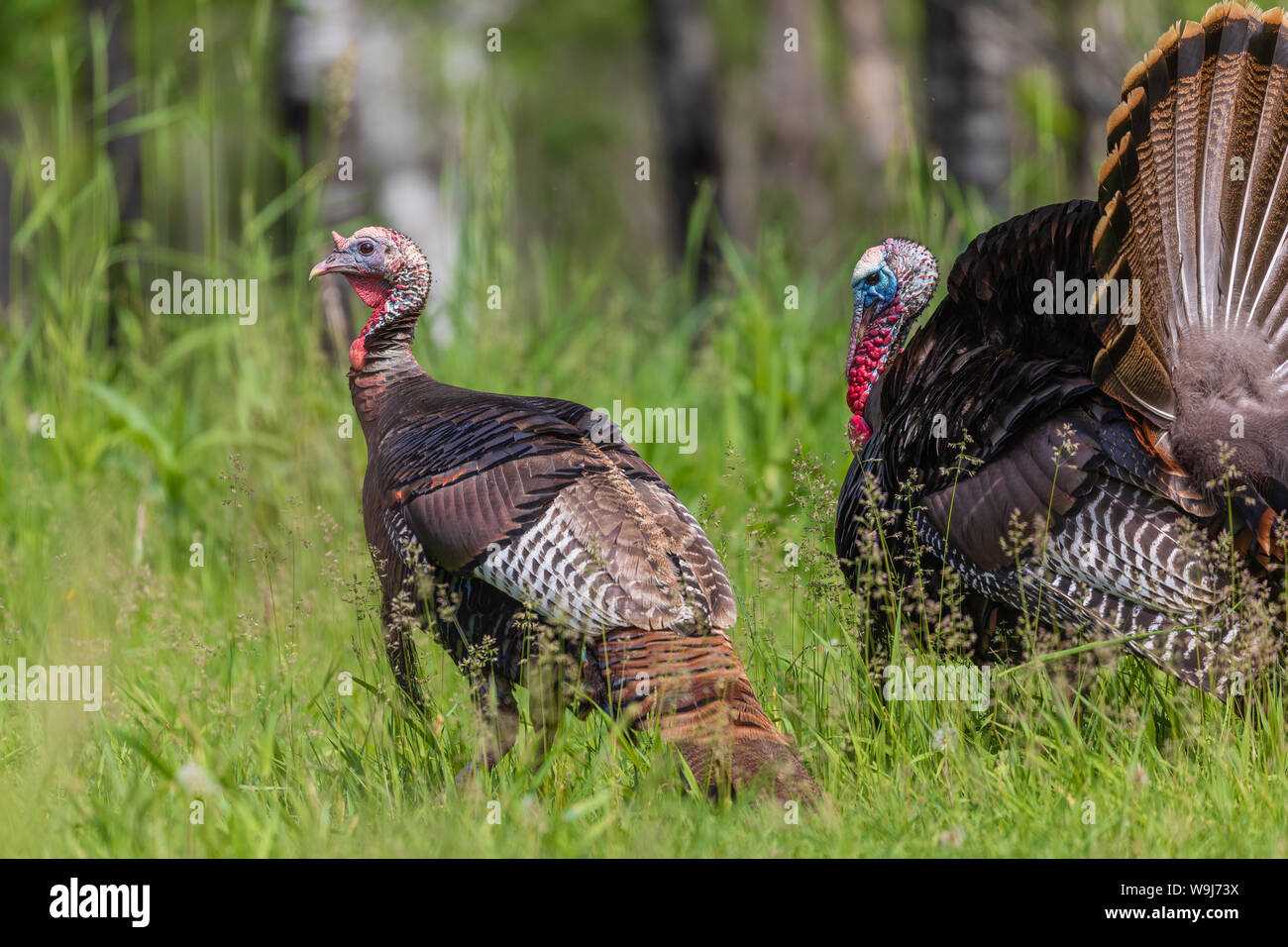 Sally aves hi-res stock photography and images - Alamy